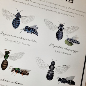 Bees of Victoria Identification Poster | Educational Species Guide ...