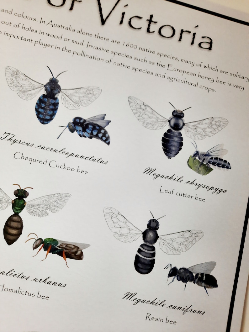 Bees of Victoria Identification Poster | Educational Species Guide ...
