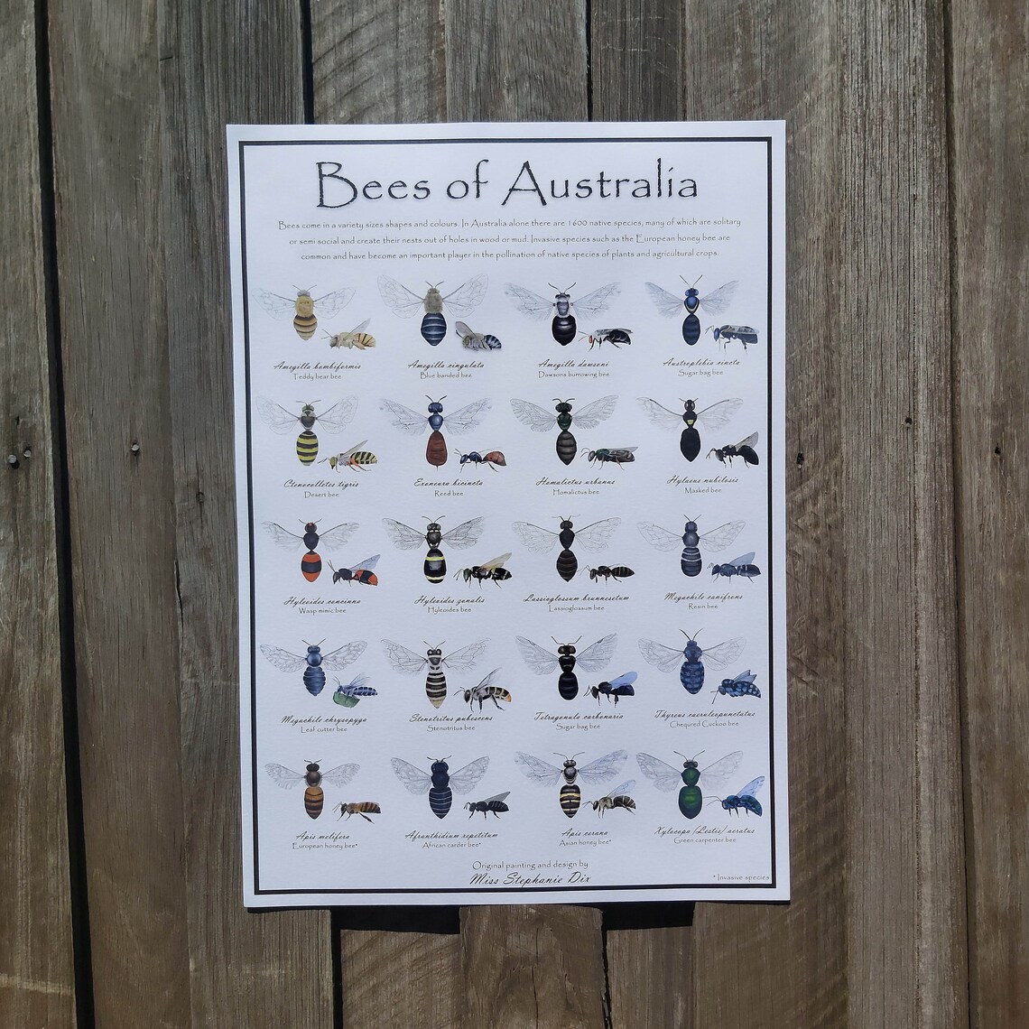 Bees of Australia Identification Poster Educational Species - Etsy