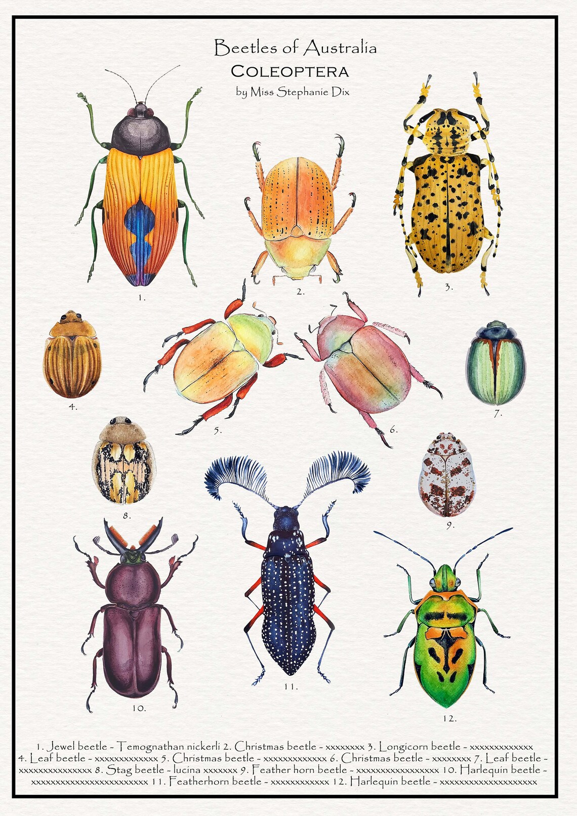Beetle Illustration Poster Print Australian Insects - Etsy