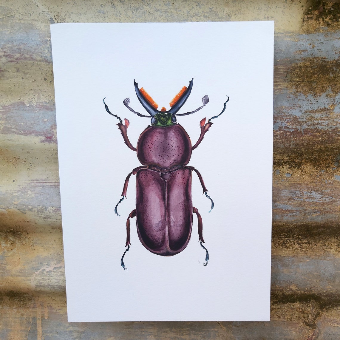 Native Stag Beetle Original Watercolour Painting 29.7 X - Etsy