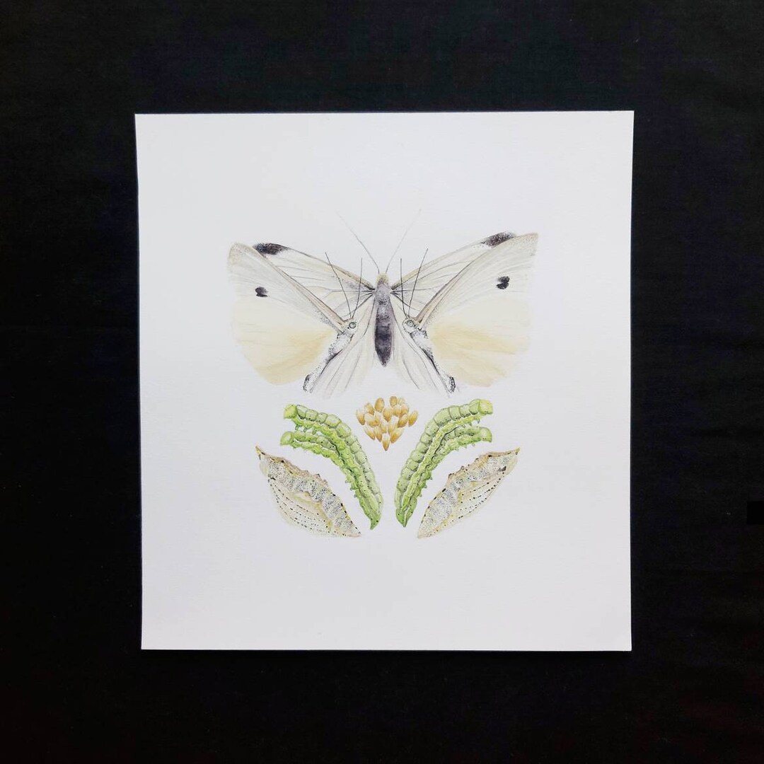 White Cabbage Butterfly Lifecycle - Original Watercolour Painting ...
