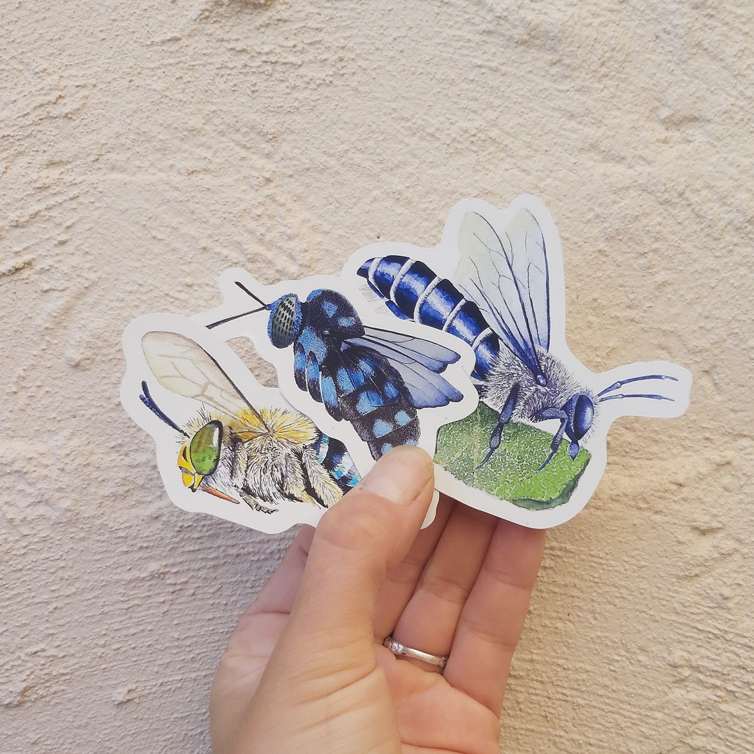Native Bees 3 Pack | Decorative Vinyl Stickers | Nature Illustration ...