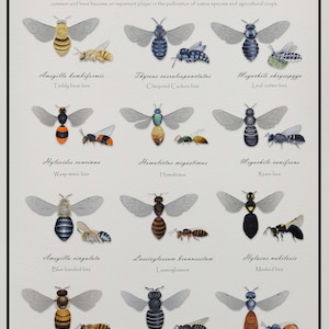 Digital Download | Victorian Bee Species Identification Poster ...
