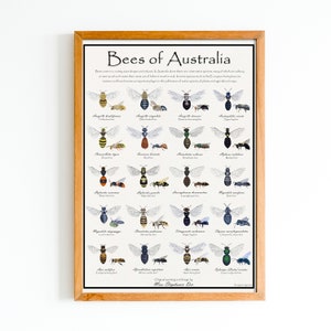 Printable Poster Australian Bee Identification Guide Native Species ...