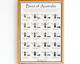 Bee Poster Australian Native Bee Illustration Educational | Etsy