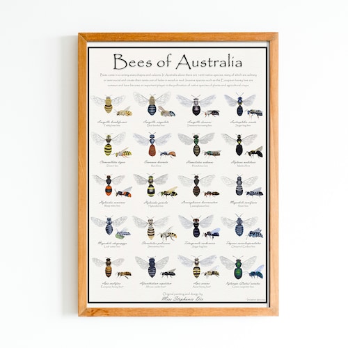 Printable Poster Australian Bee Identification Guide - Etsy
