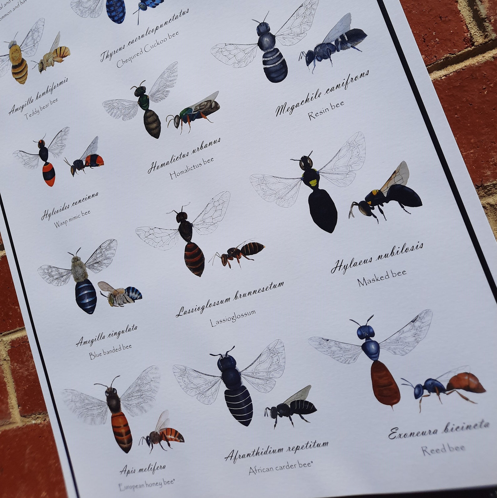 Bees of Victoria Identification Poster Educational Species Guide ...