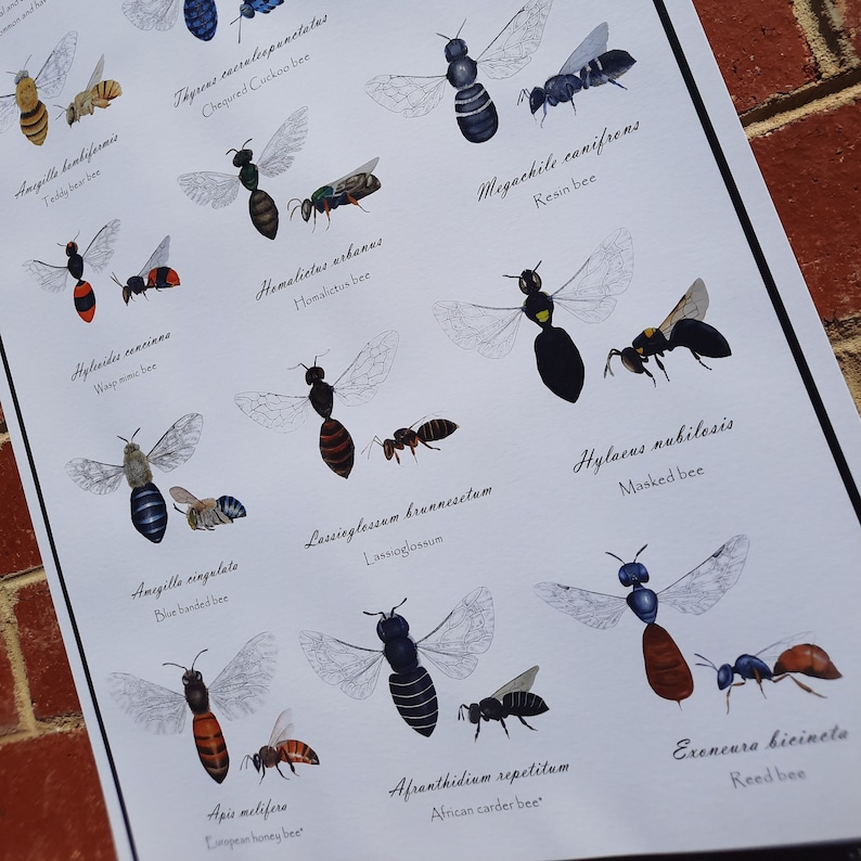 Bees of Victoria Identification Poster | Educational Species Guide ...