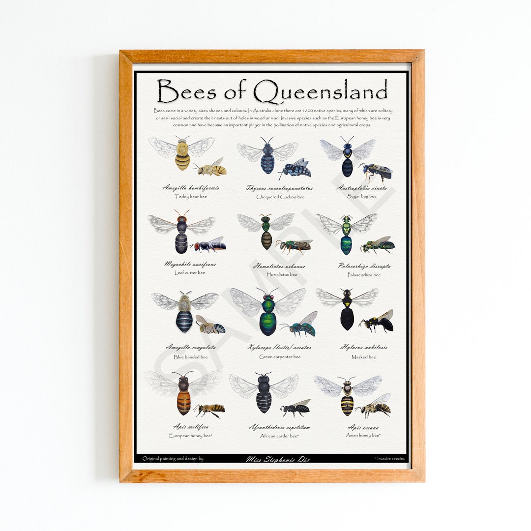 Printable Poster | Queensland Bee Identification | Educational Guide ...