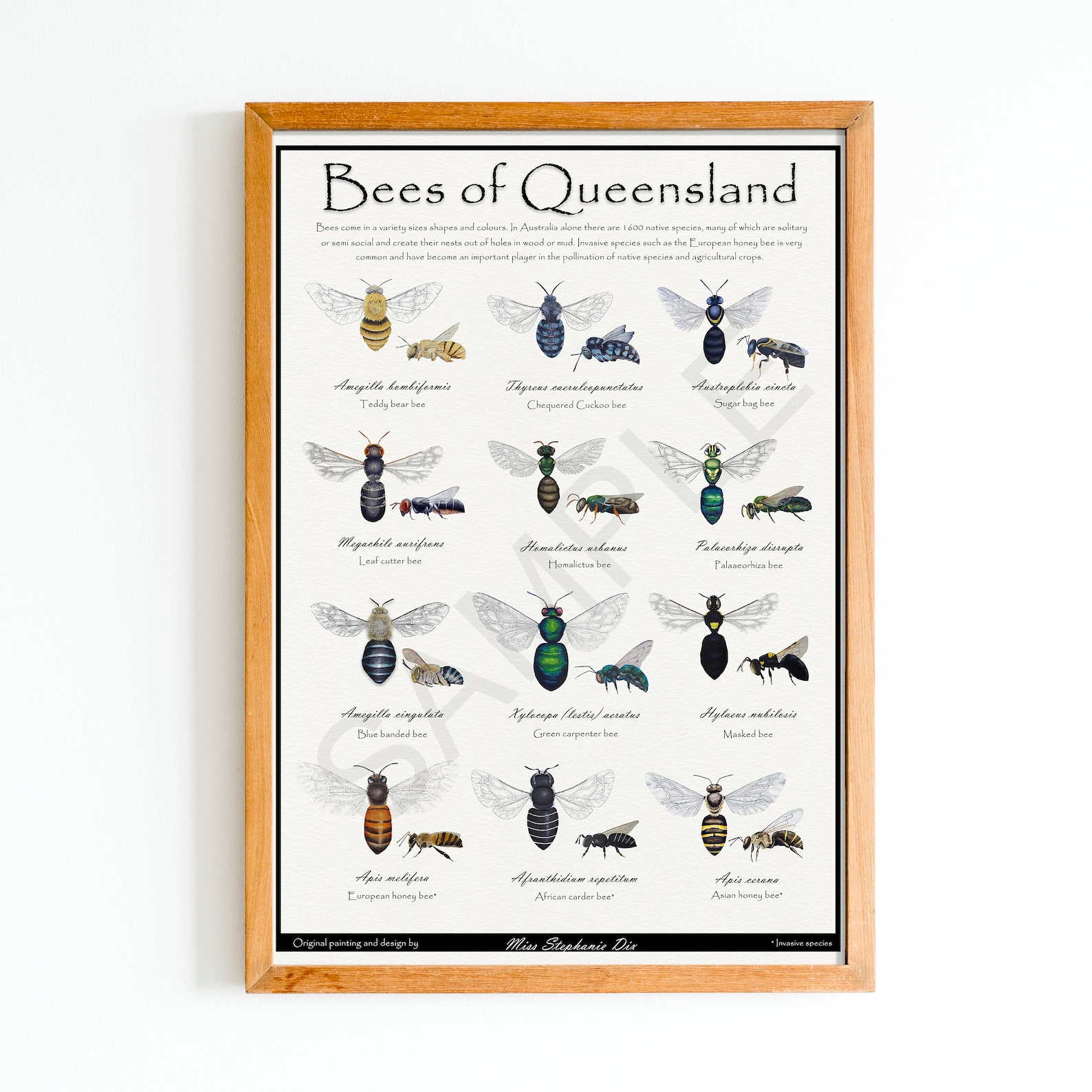 Printable Poster Queensland Bee Identification Educational Guide Native ...
