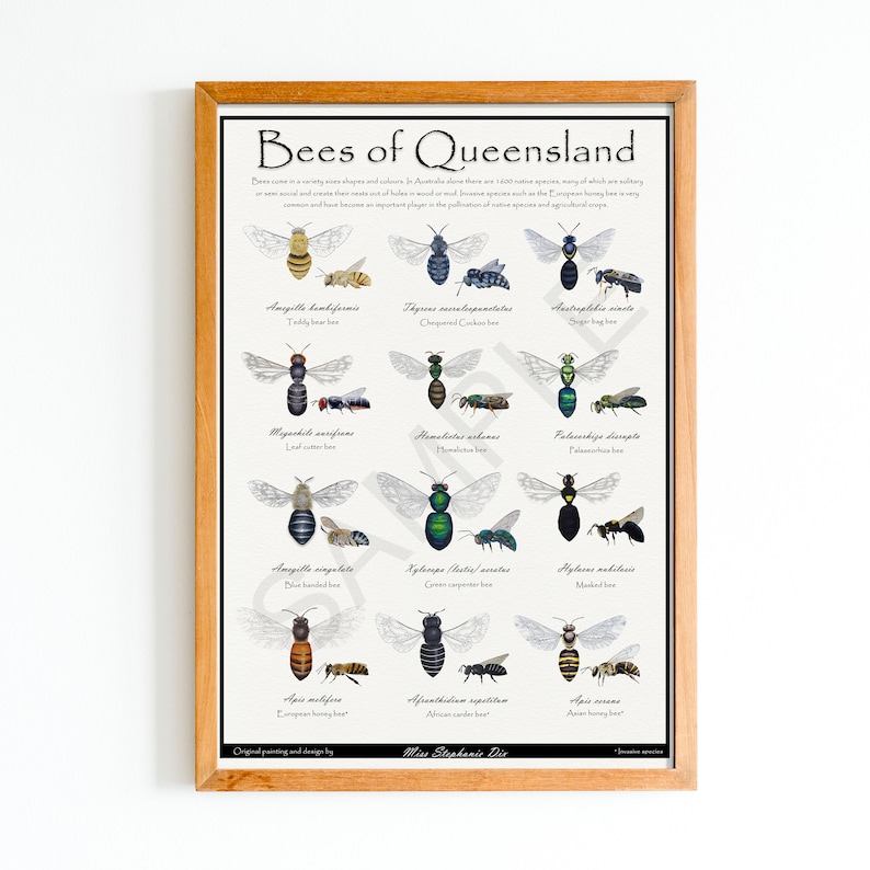 Printable Poster Queensland Bee Identification Educational Guide Native ...