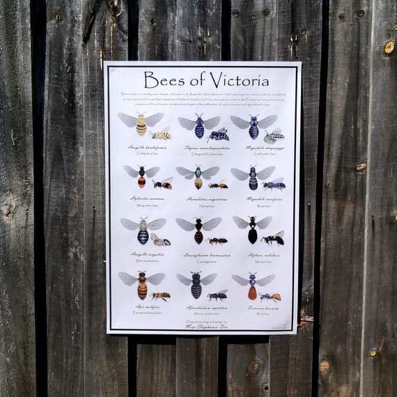Bees of Victoria identification poster Educational species | Etsy