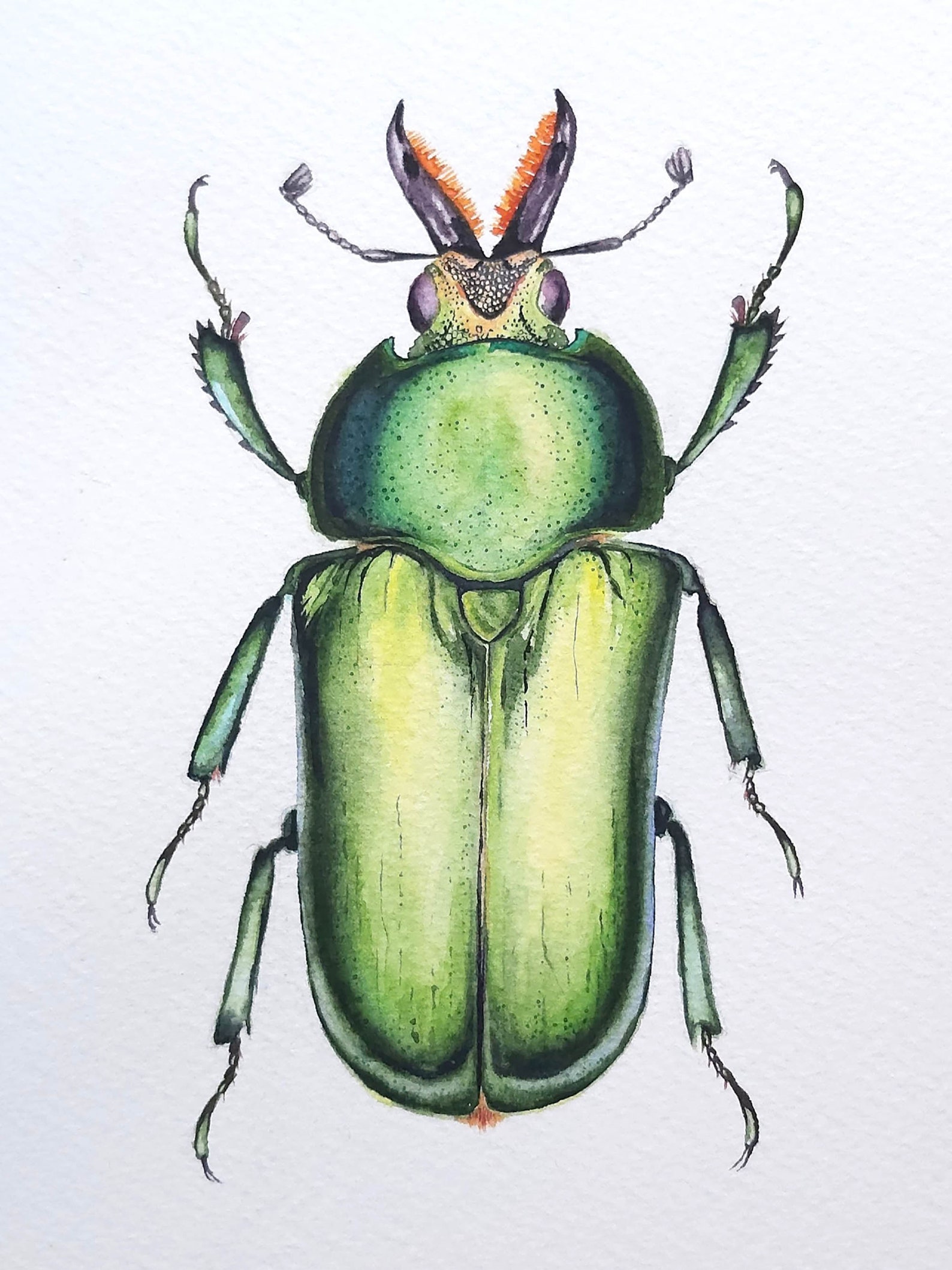 Beetle Watercolour Painting 21 X 14.8cm Australian Native Stag Beetle ...