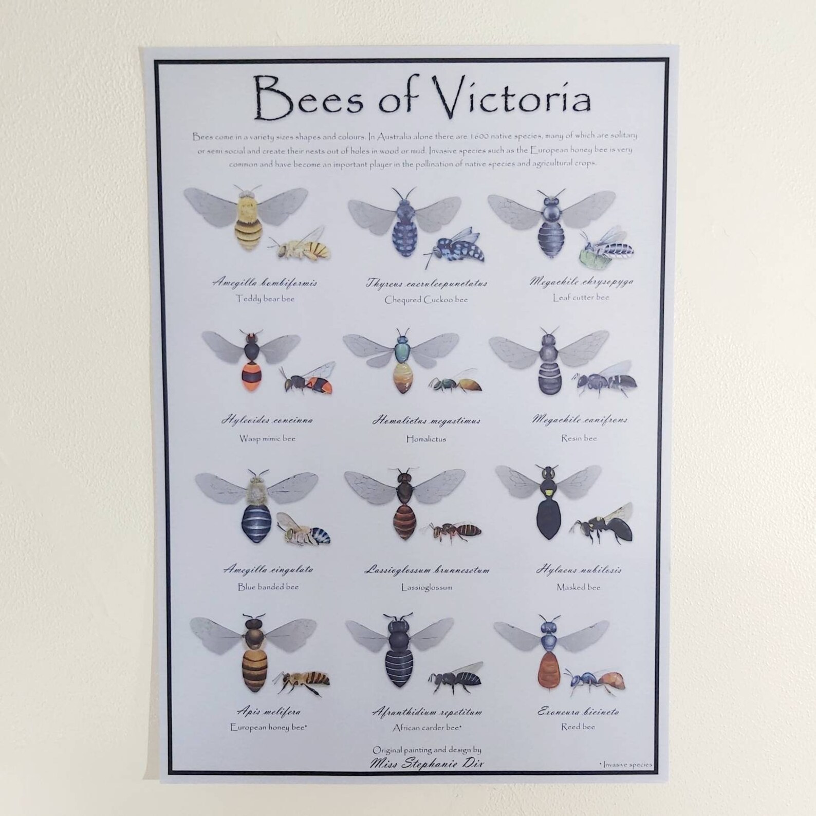 Bees of Victoria identification poster Educational species | Etsy