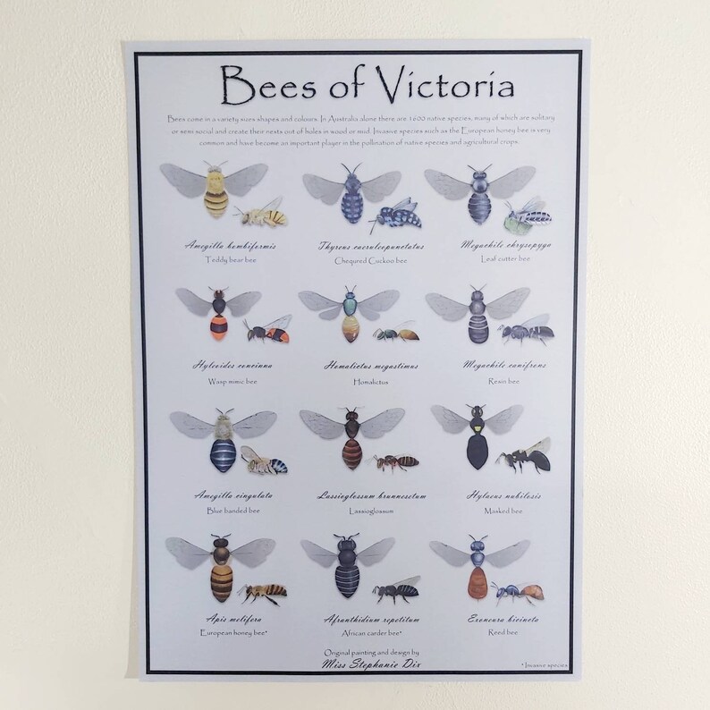 Bees of Victoria identification poster Educational species | Etsy