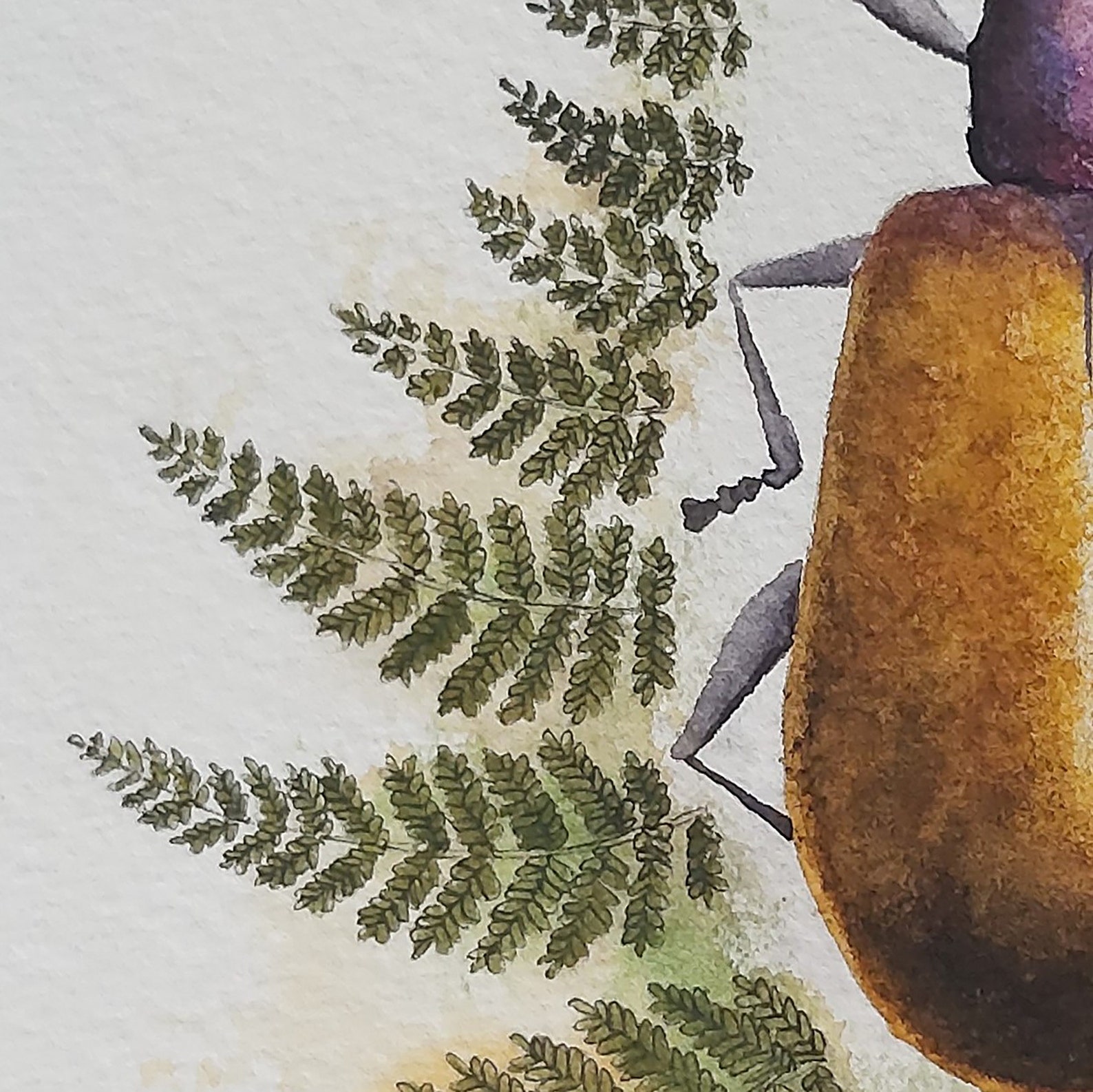 Original Watercolour Insect Painting 21 X 14.8cm Darkling - Etsy