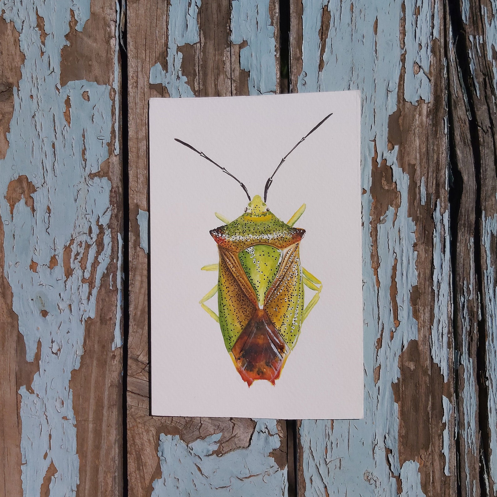 One off Watercolour Insect Painting 18 X 12cm Hawthorn - Etsy UK