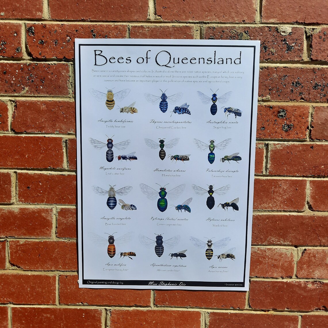 Bees of Queensland Identification Poster | Educational Guide | Nature ...