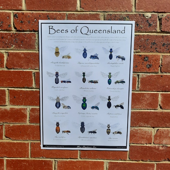 Bees of Queensland Identification Poster Educational Guide - Etsy Australia