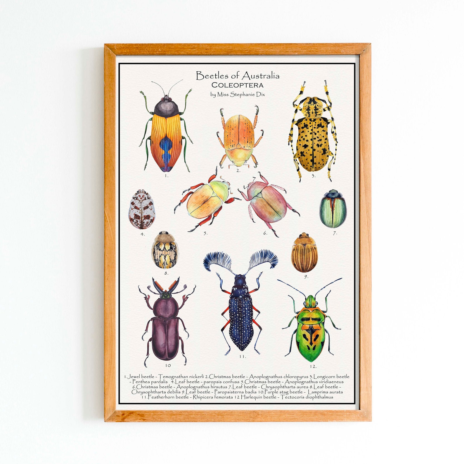 Digital Download Australian Beetle Species Identification Poster ...