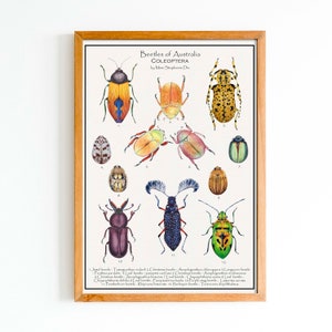 Digital Download | Australian Beetle Species Identification Poster ...