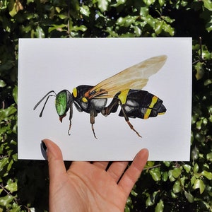 Wasp Mimic Bee Art Print (21x14.7cm) | Australian Native Bee Painting ...