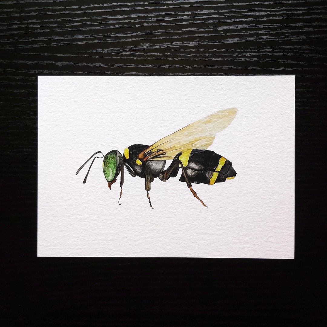 Wasp Mimic Bee Art Print (21x14.7cm) | Australian Native Bee Painting ...