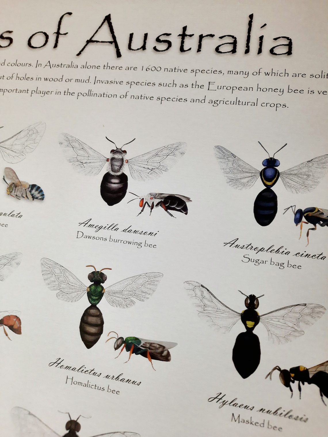 Bees of Australia Identification Poster | Educational Species Guide ...