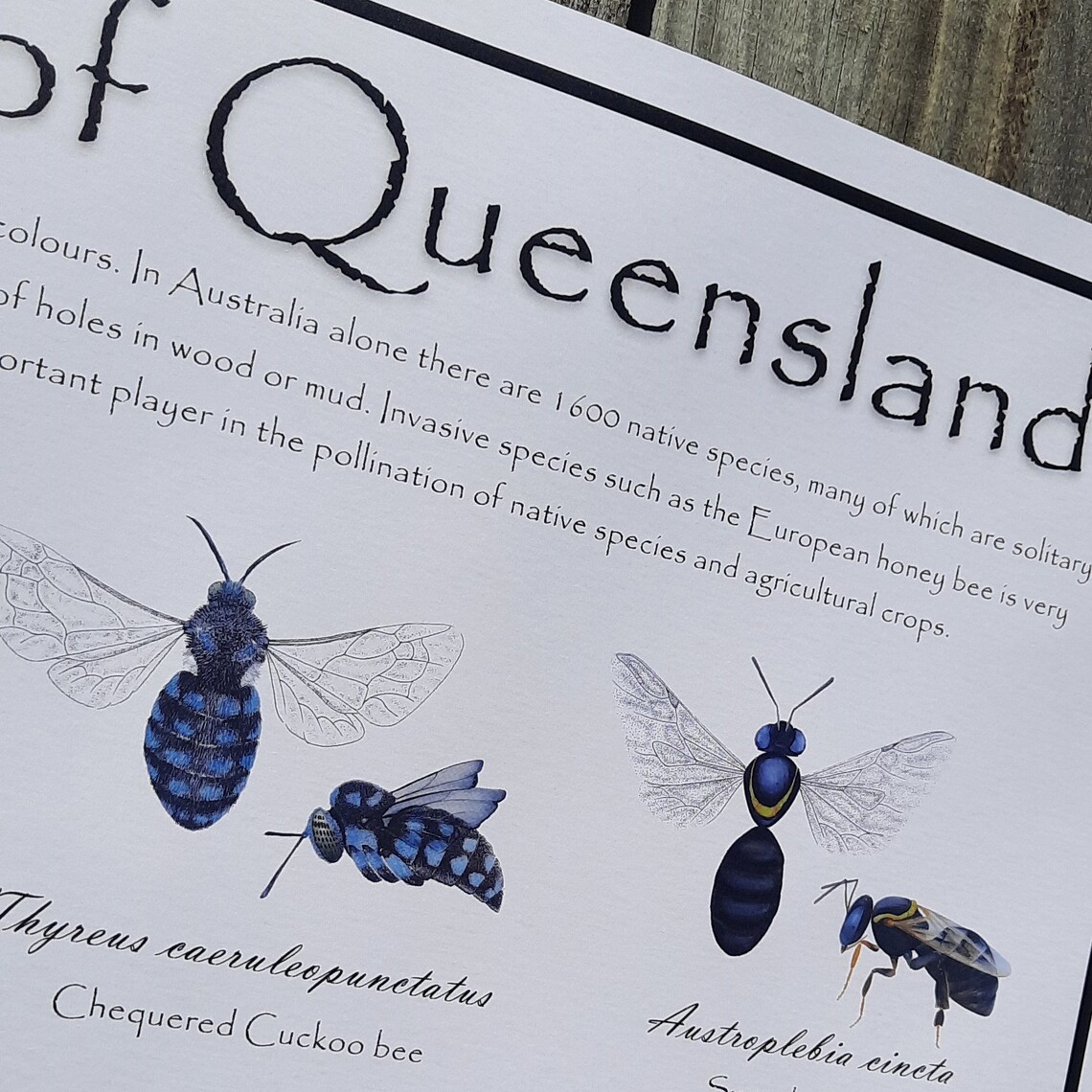 Bees of Queensland Identification Poster Educational Guide - Etsy