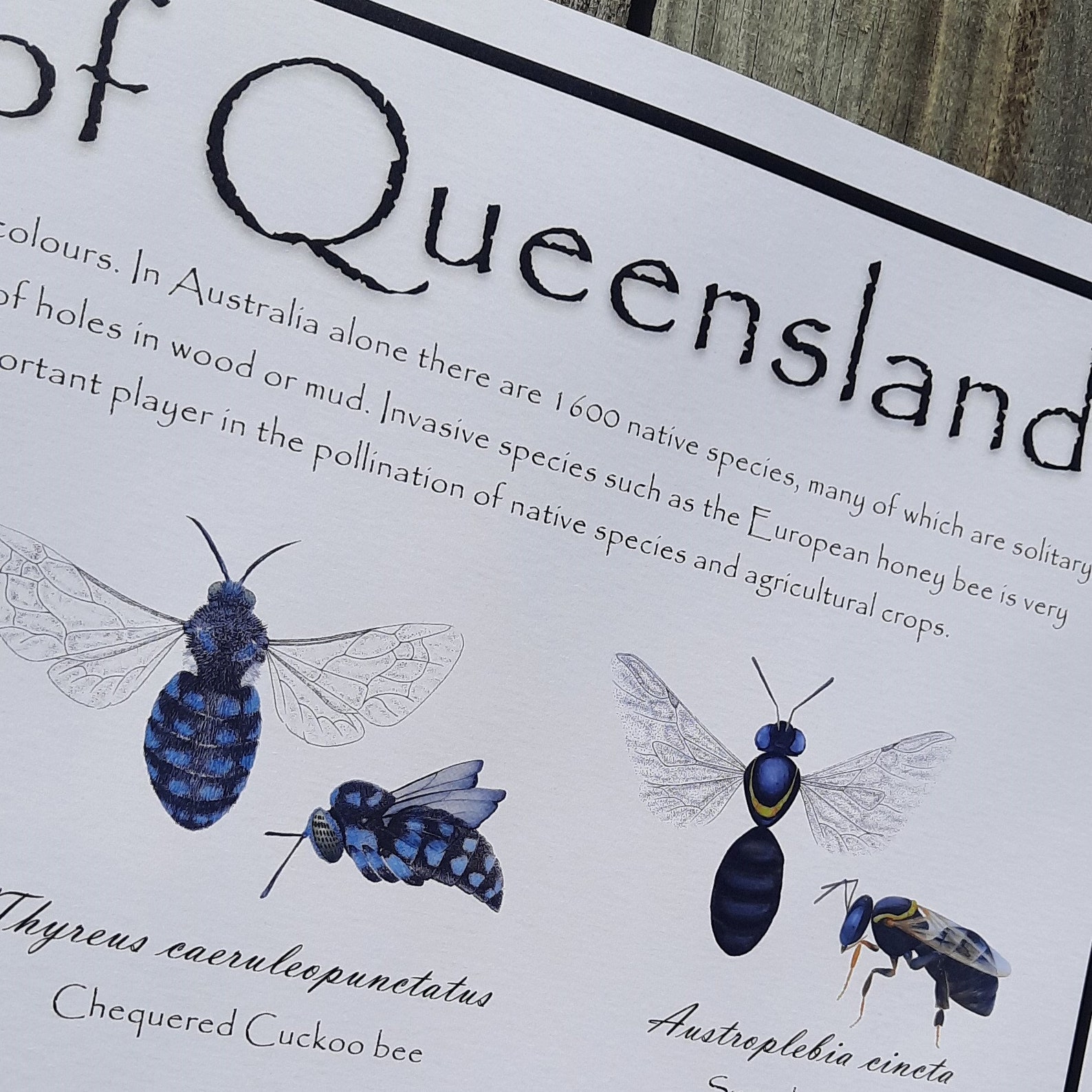 Bees of Queensland Identification Poster | Educational Guide | Nature ...