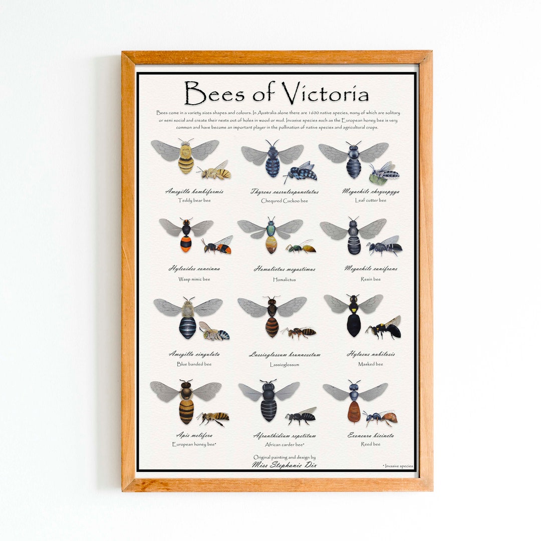 Digital Download | Victorian Bee Species Identification Poster ...