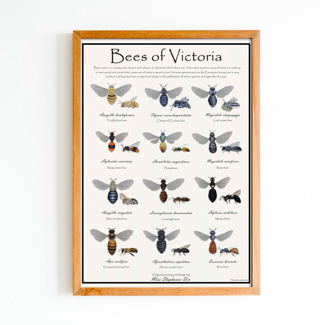 Digital Download | Victorian Bee Species Identification Poster ...