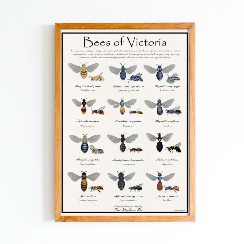 Digital Download Victorian Bee Species Identification Poster - Etsy
