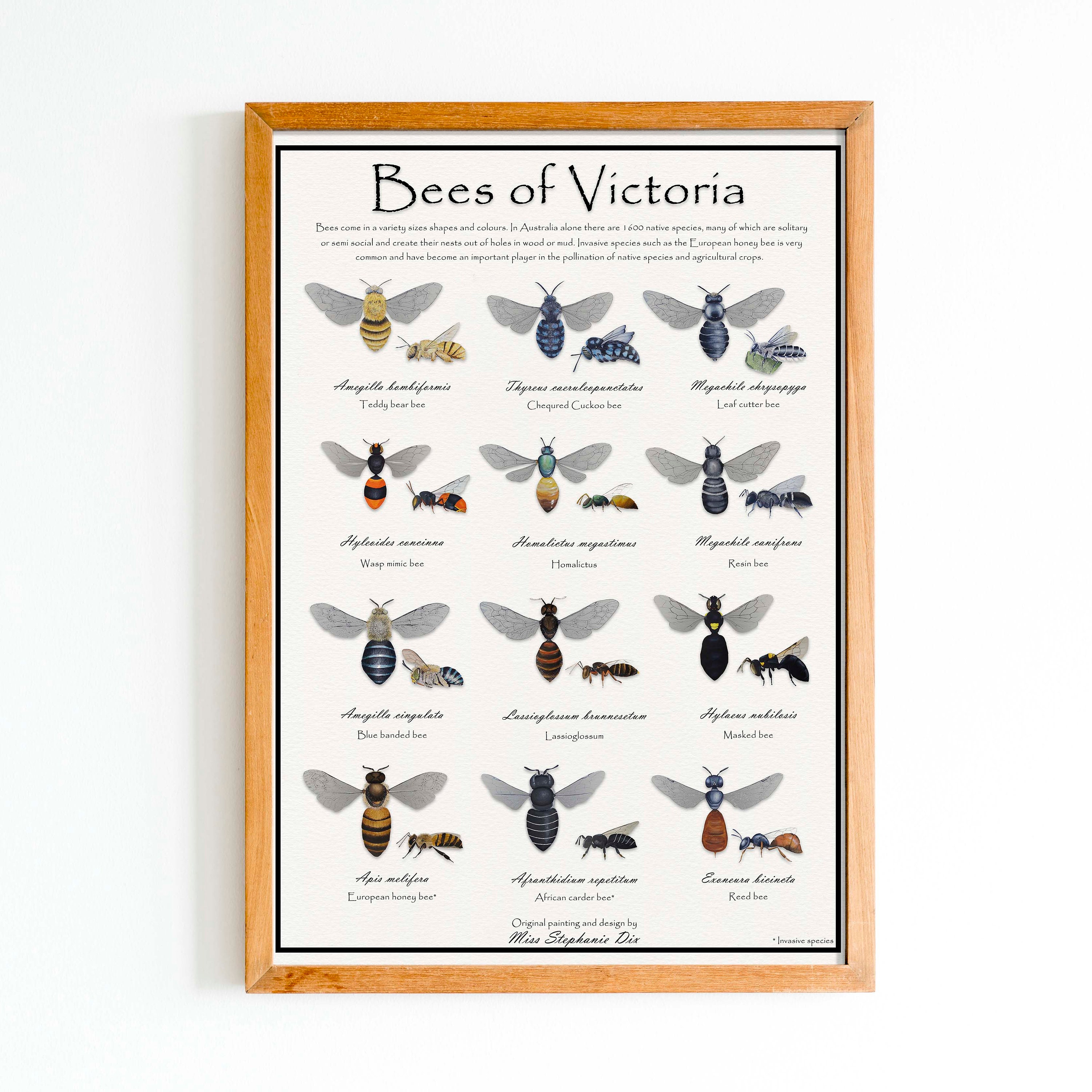 Digital Download | Victorian Bee Species Identification Poster ...