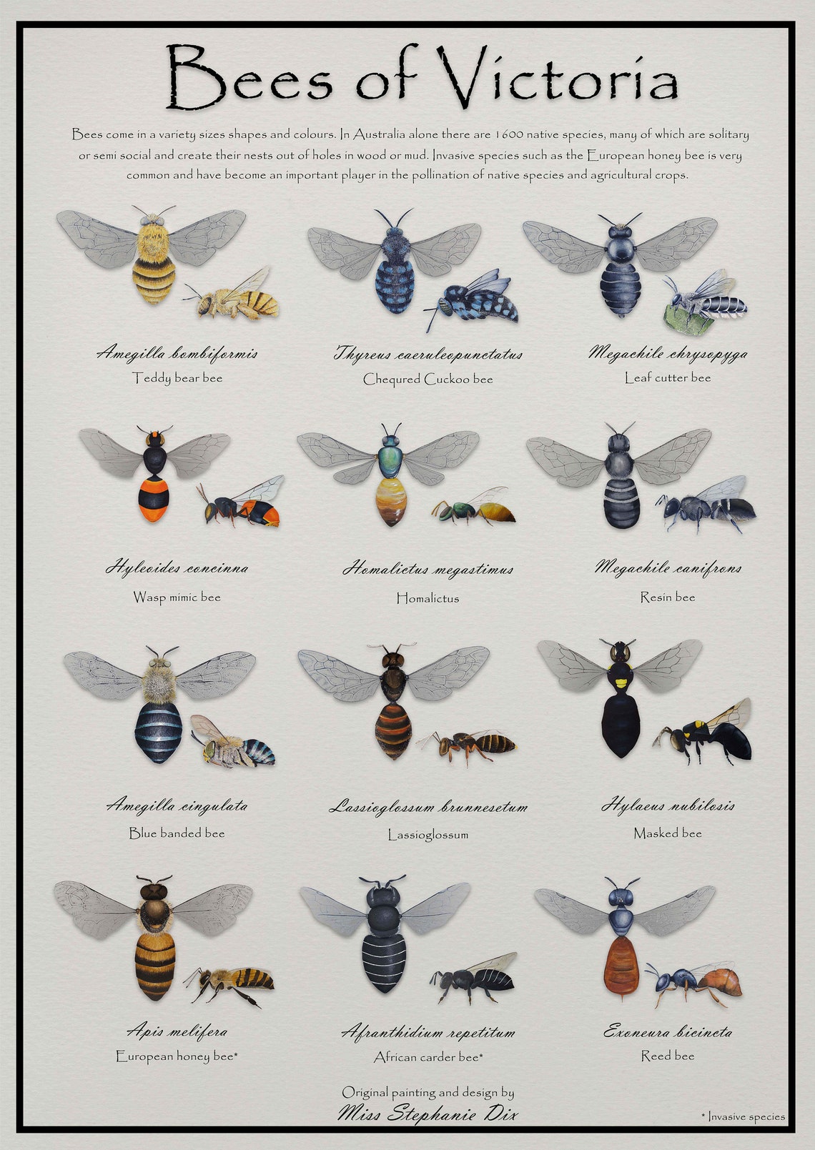 Bees of Victoria Identification Poster Educational Species - Etsy Australia