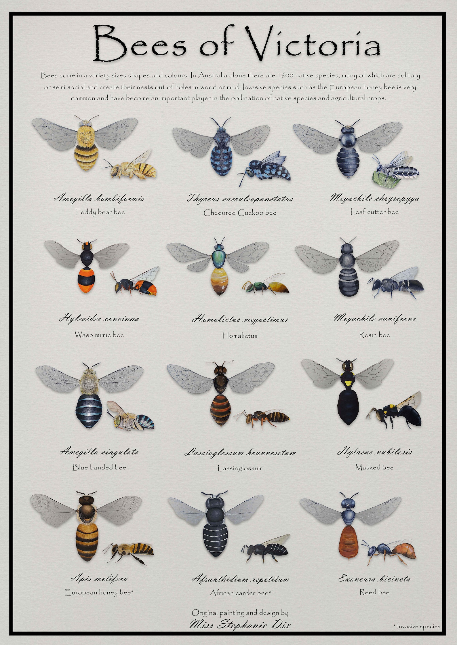 Bees of Victoria Identification Poster | Educational Species Guide ...