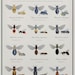Bees of Victoria Identification Poster Educational Species - Etsy