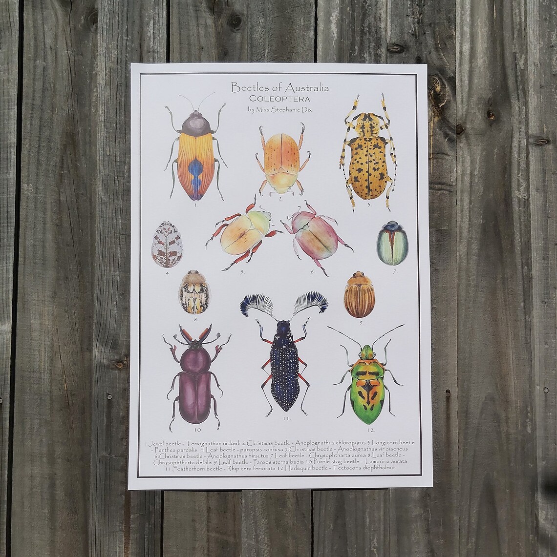 Beetle Illustration Poster Print Australian Insects - Etsy