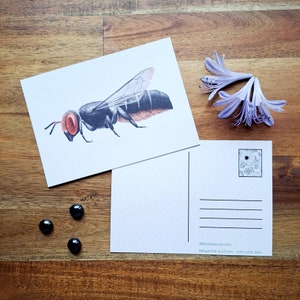Queensland Postcard Set - Native Australian Bees | Mini Prints 4 Pack ...