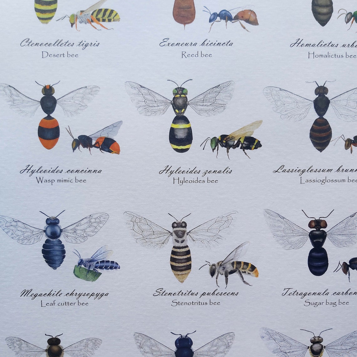 Bees of Australia identification poster Educational species | Etsy