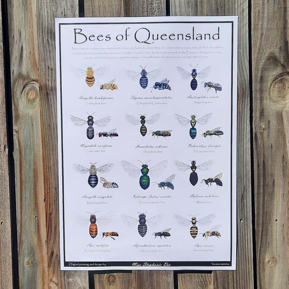 Bees of Queensland Identification Poster | Educational Guide | Nature ...
