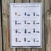 Bees of Queensland Identification Poster | Educational Guide | Nature ...