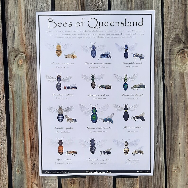 Bees of Queensland Identification Poster | Educational Guide | Nature ...