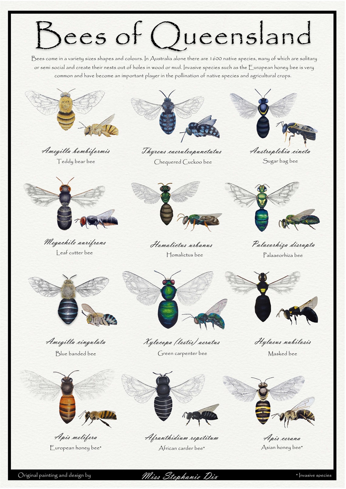 Printable Poster Queensland Bee Identification Educational Guide Native ...