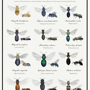 Printable Poster | Queensland Bee Identification | Educational Guide ...