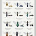 Printable Poster | Queensland Bee Identification | Educational Guide ...