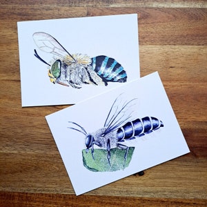 Victorian Bees Postcard | 4 Pack | Mini Prints | Australian Wildlife ...