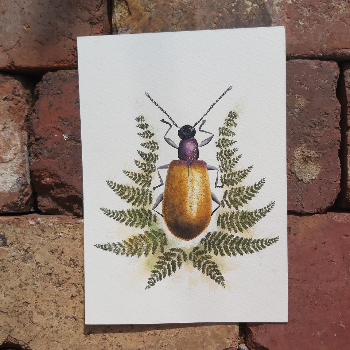 Original Watercolour Insect Painting 21 X 14.8cm Darkling - Etsy