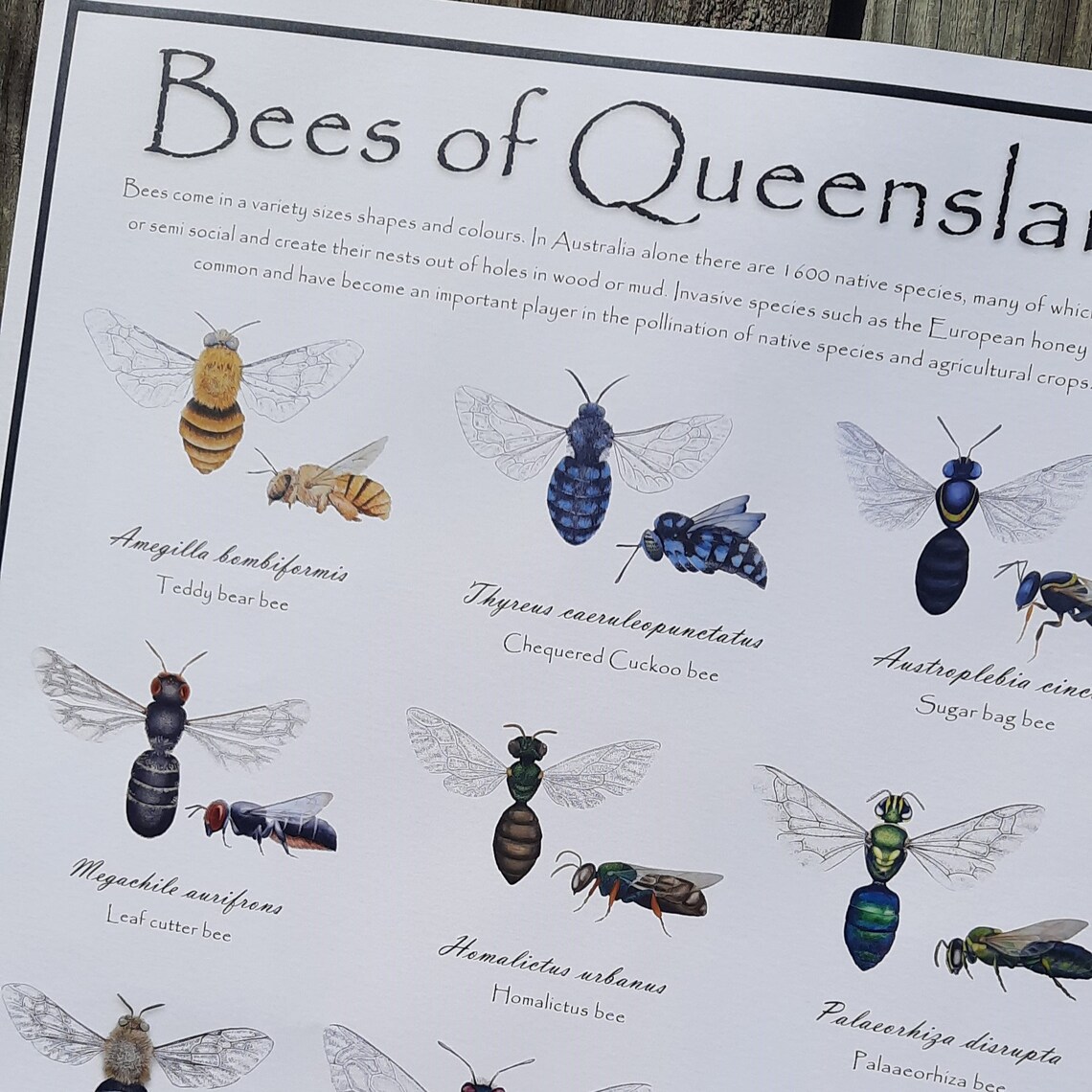 Printable Poster Queensland Bee Identification Educational Guide Native ...